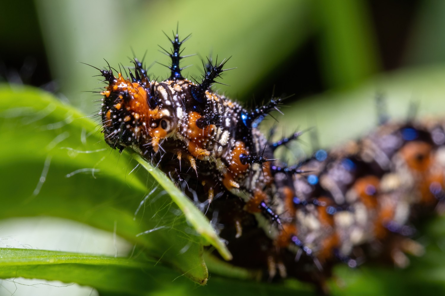 Scoperta a O’ahu: il bruco cannibale che indossa ossa di prede - TEMPO ...